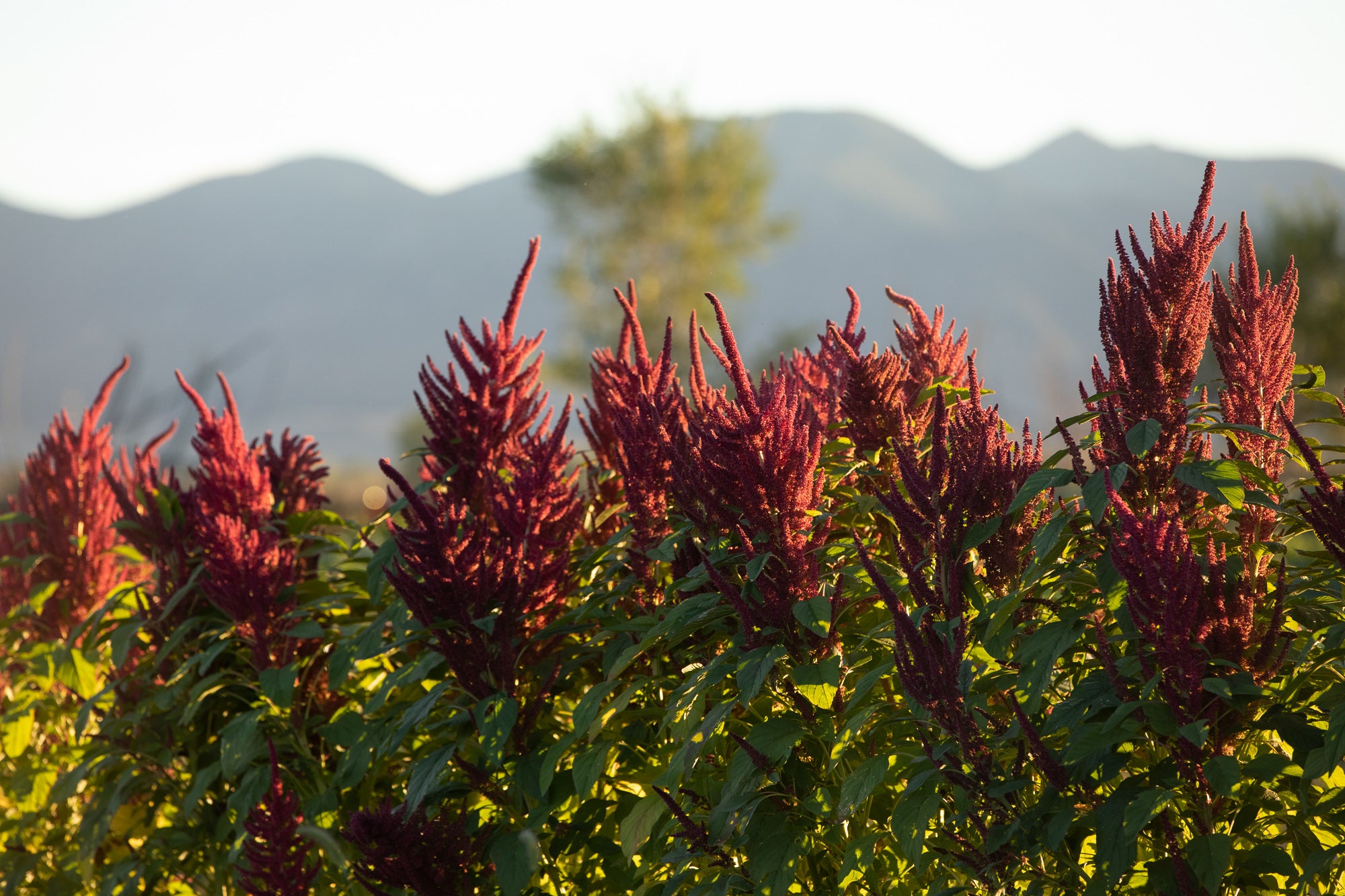 Amaranth – MASA Seed Foundation