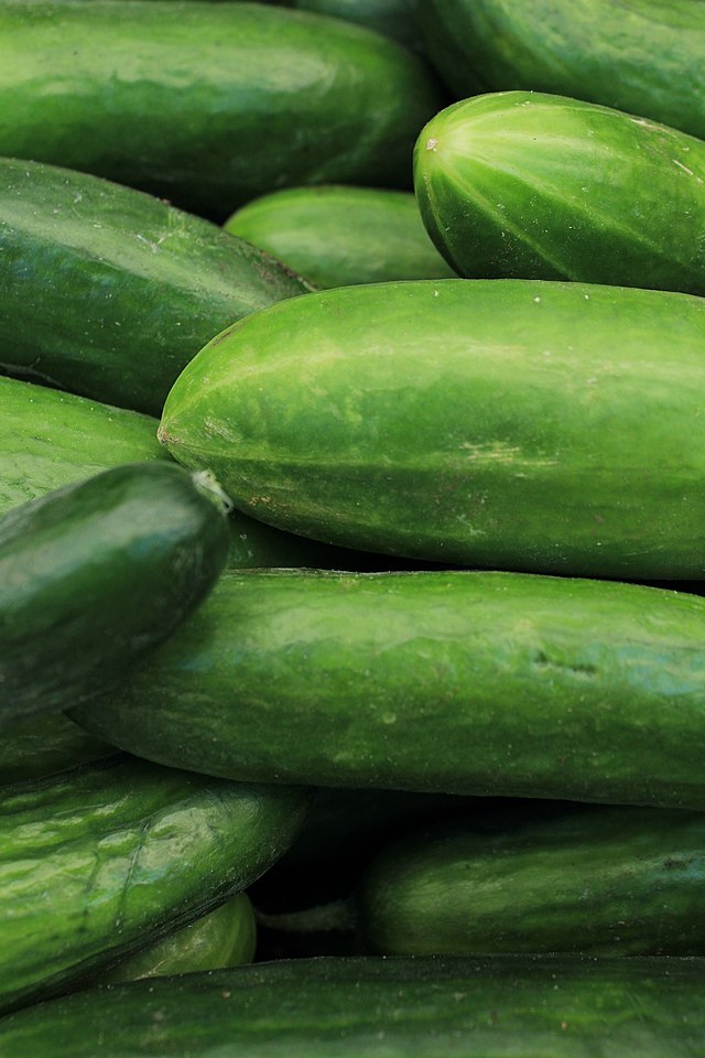 Cucumber – MASA Seed Foundation