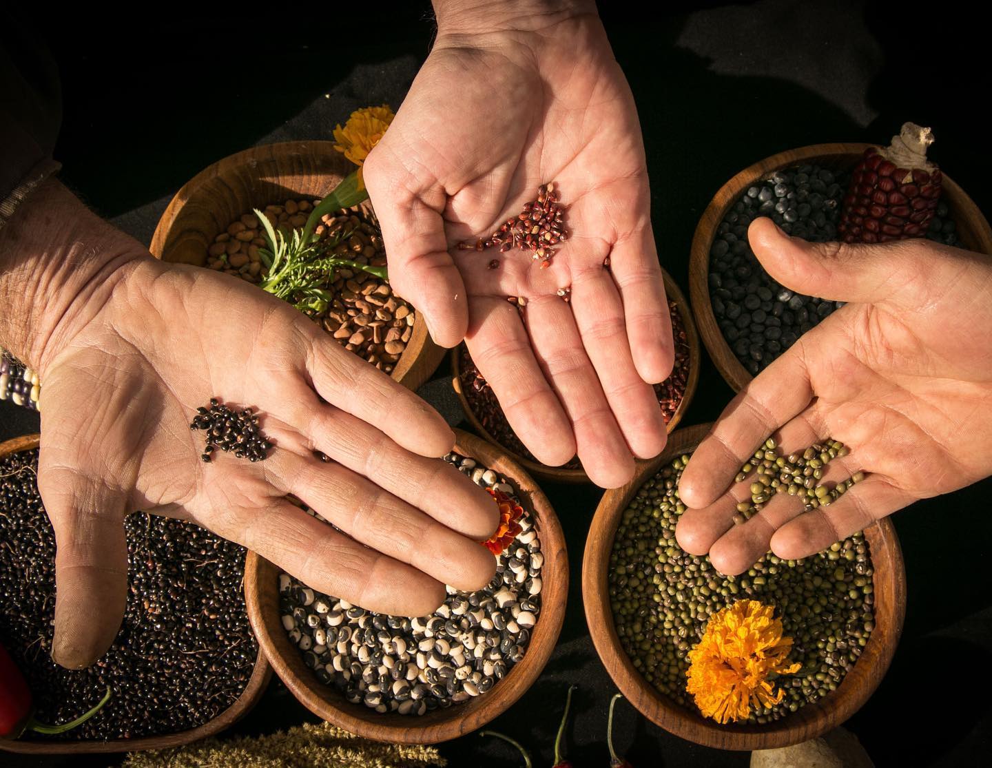Seeds – MASA Seed Foundation