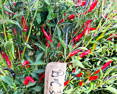 Pepper - Bolivian Rainbow Cayenne Hot Pepper – MASA Seed Foundation