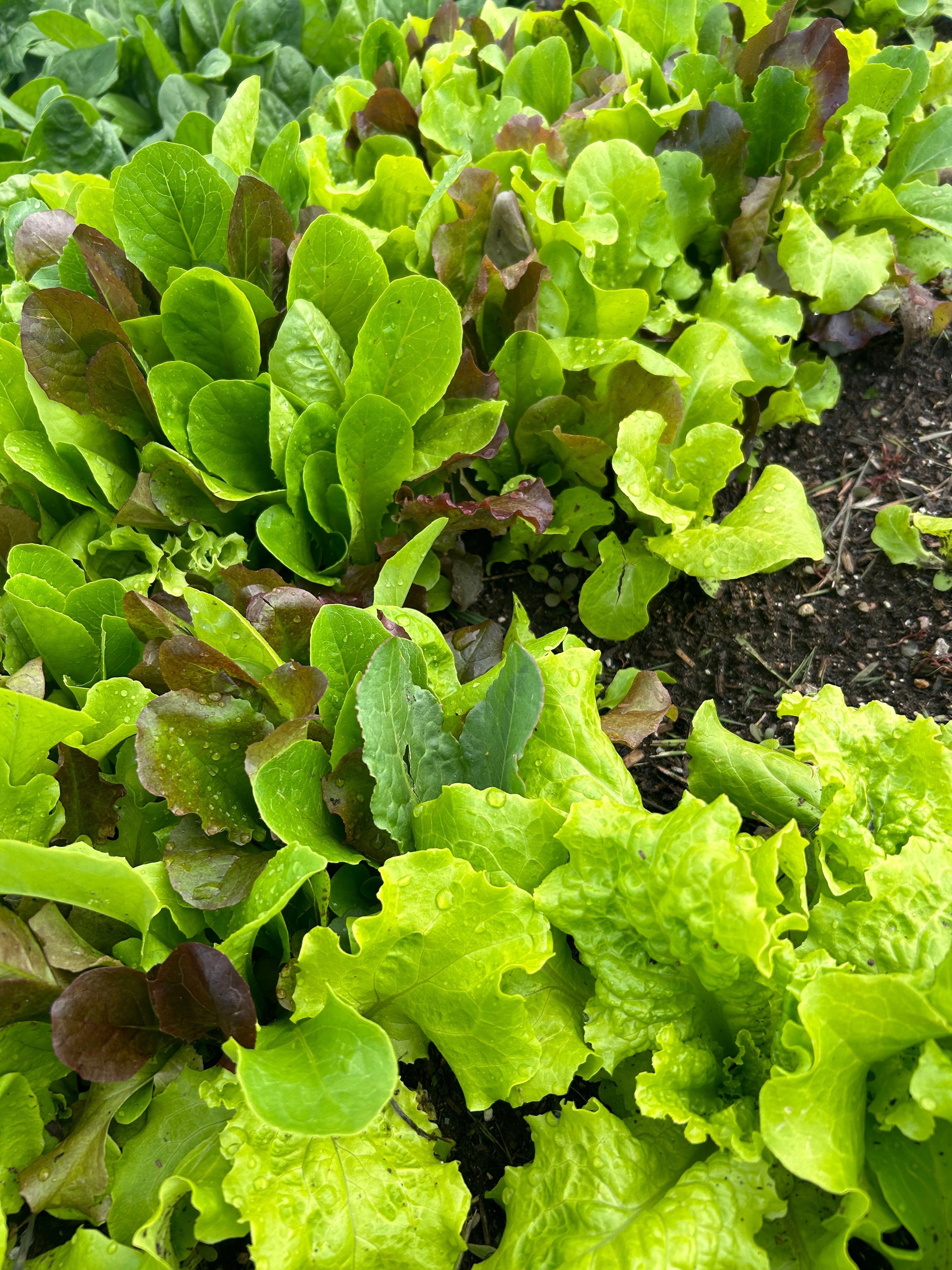 Lettuce - MASA Baby Cut Lettuce Mix – MASA Seed Foundation