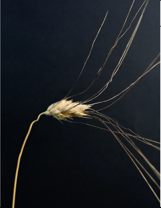 Blue Beard Durum Wheat – MASA Seed Foundation