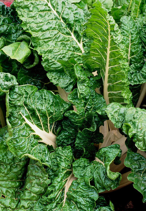 Chard - Fordhook Giant / Green Swiss Chard – MASA Seed Foundation