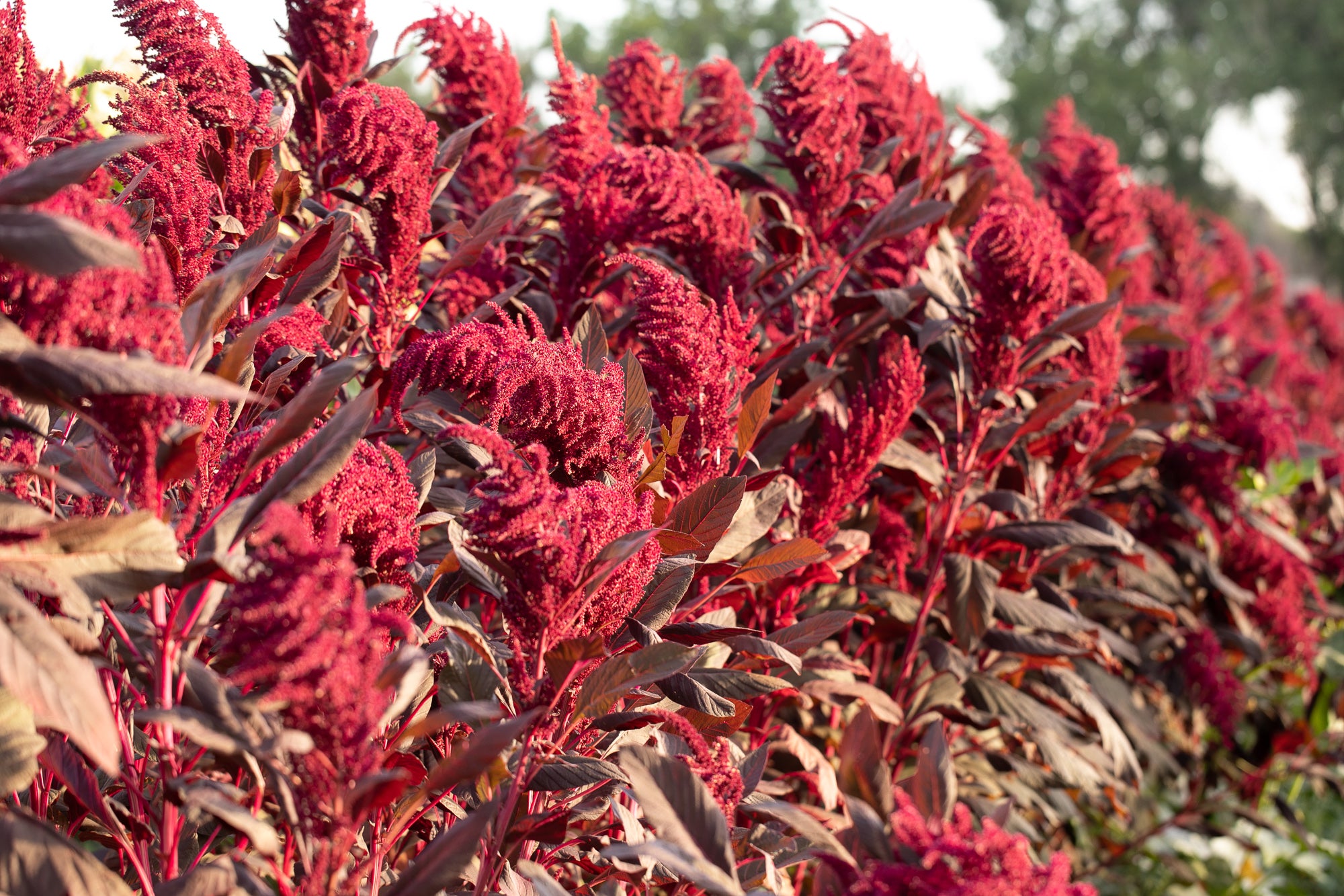 Amaranth - Burgundy – MASA Seed Foundation