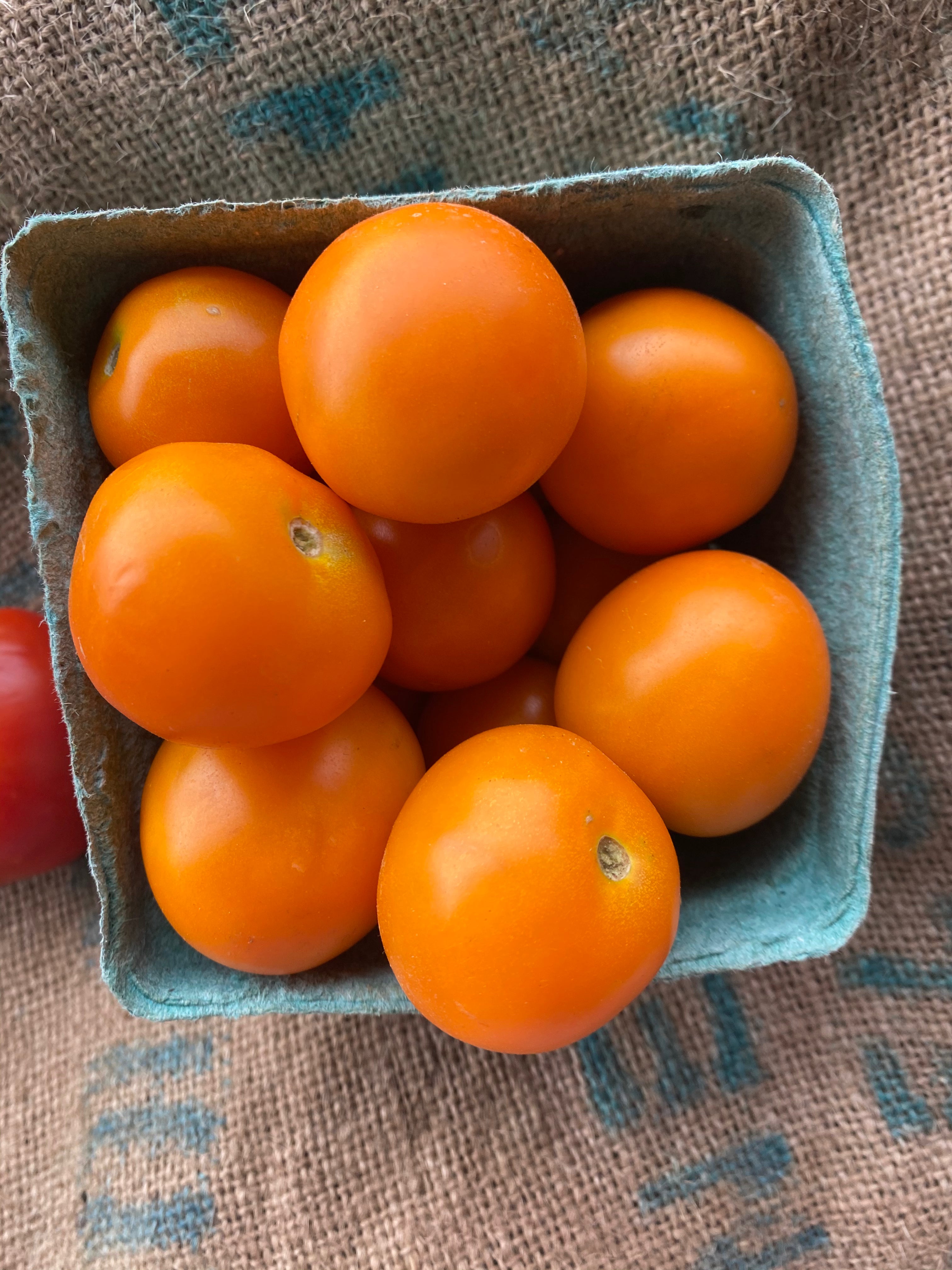 Tomato - Ida Gold – MASA Seed Foundation
