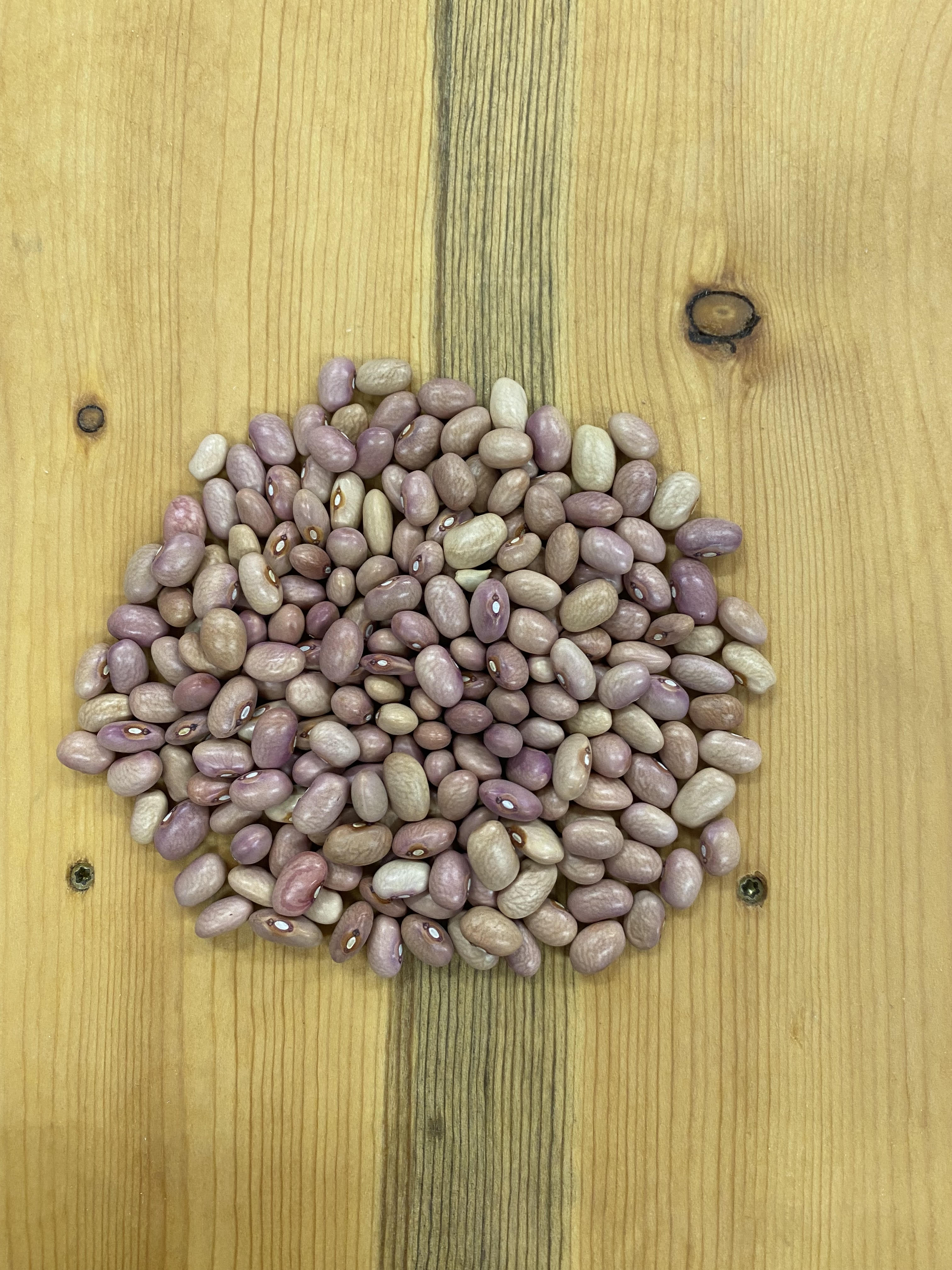 Bean - Bolita – MASA Seed Foundation
