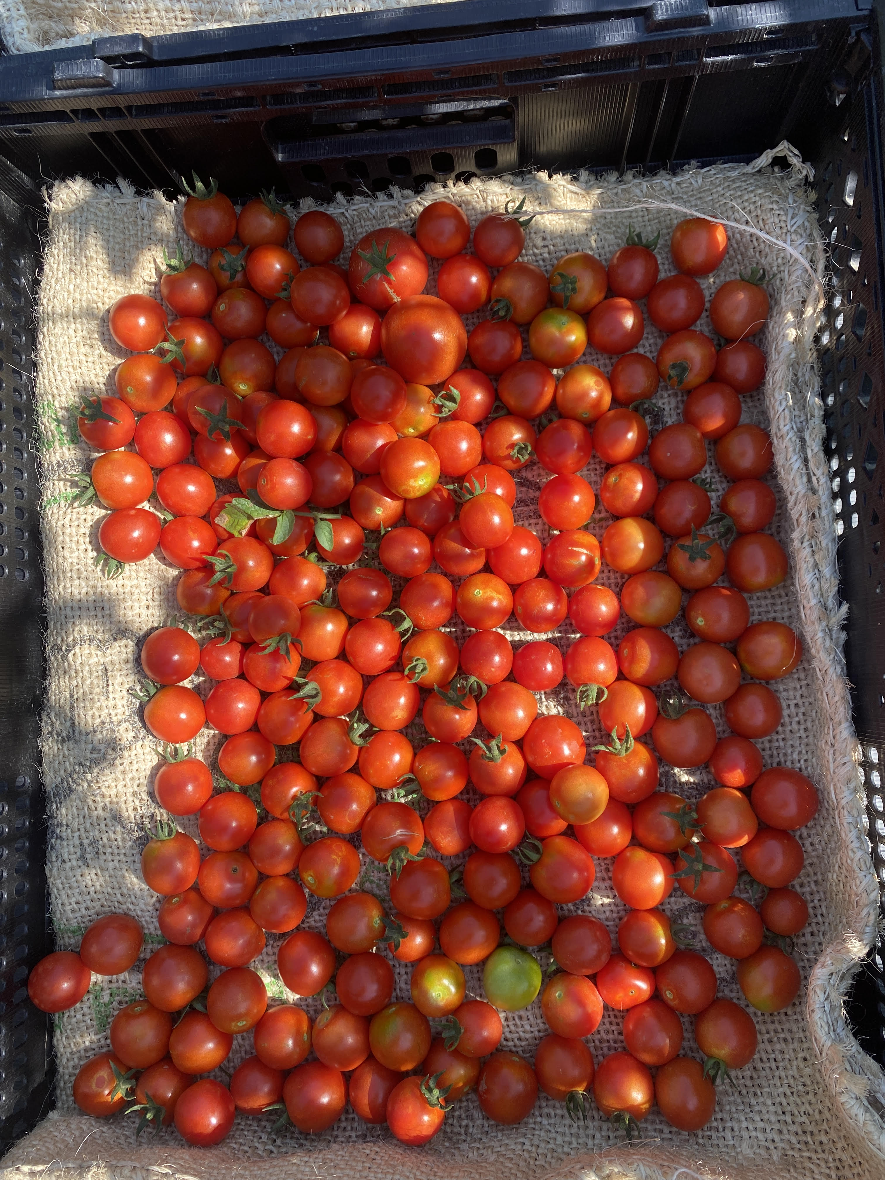 Tomato - Chadwick Cherry – MASA Seed Foundation