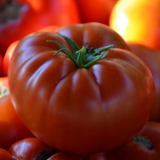 Tomato - Chianti Rose – MASA Seed Foundation