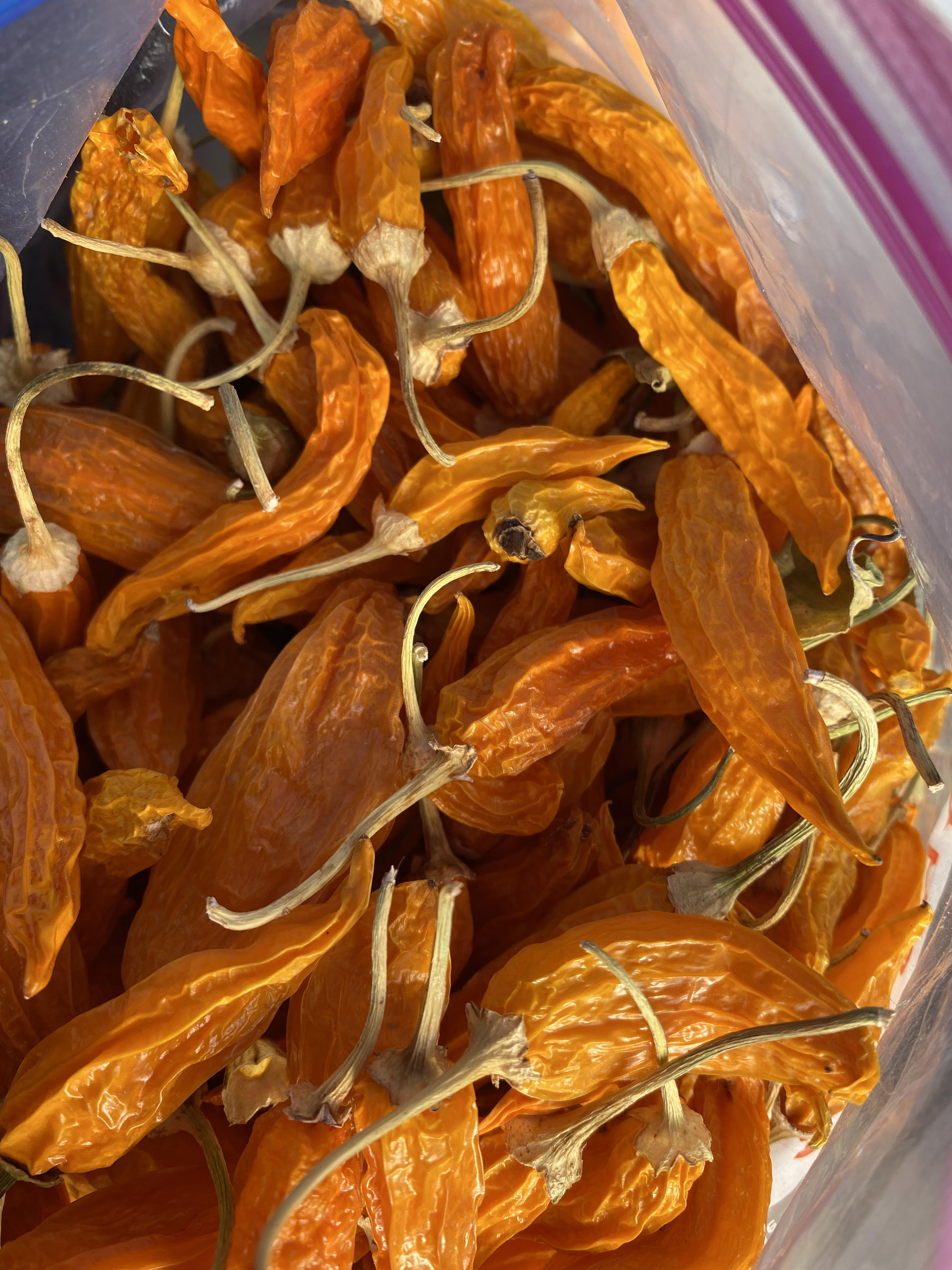 Pepper - Criolla Sella Hot – MASA Seed Foundation