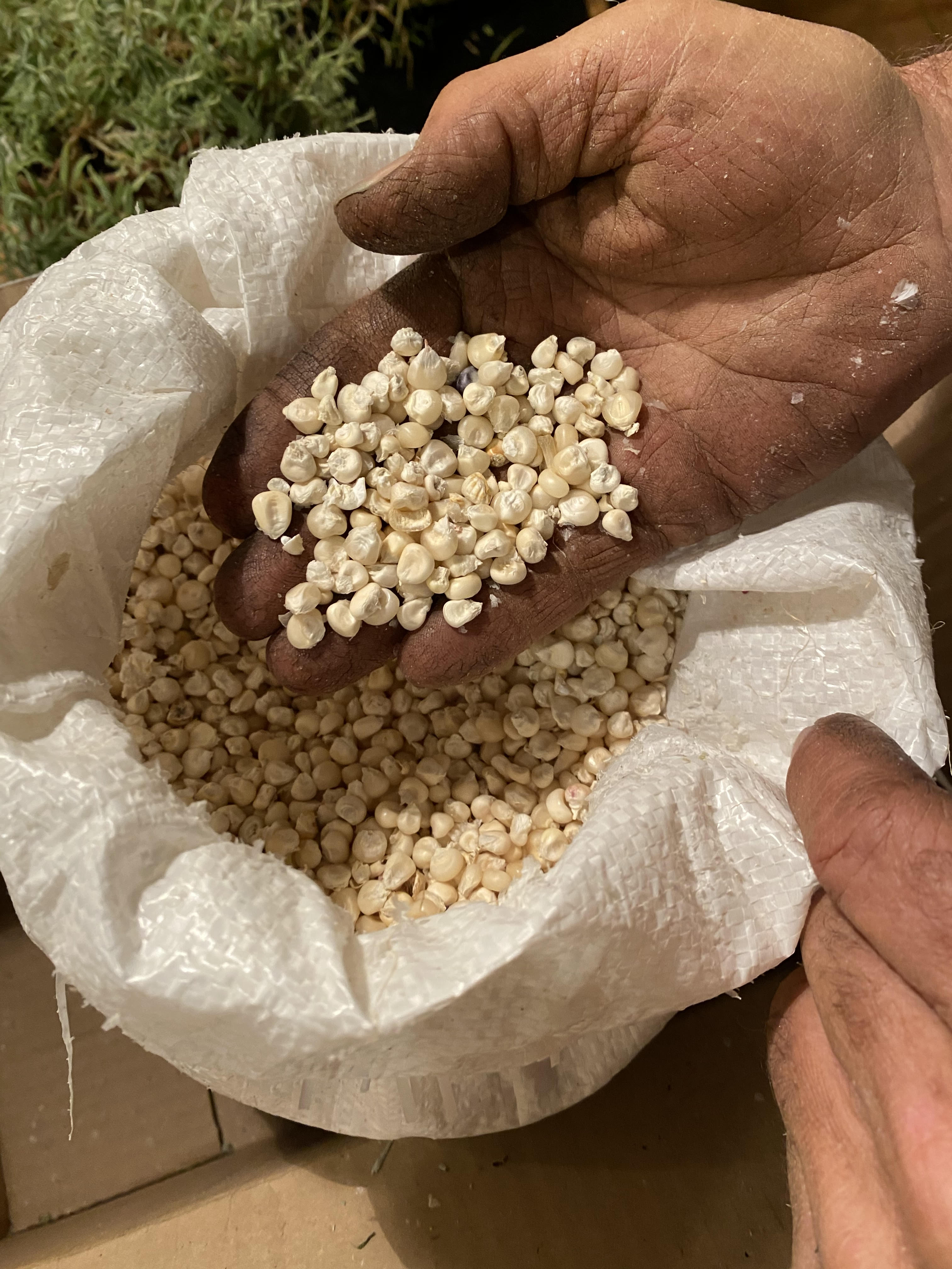 Corn - Golden Beauty – MASA Seed Foundation