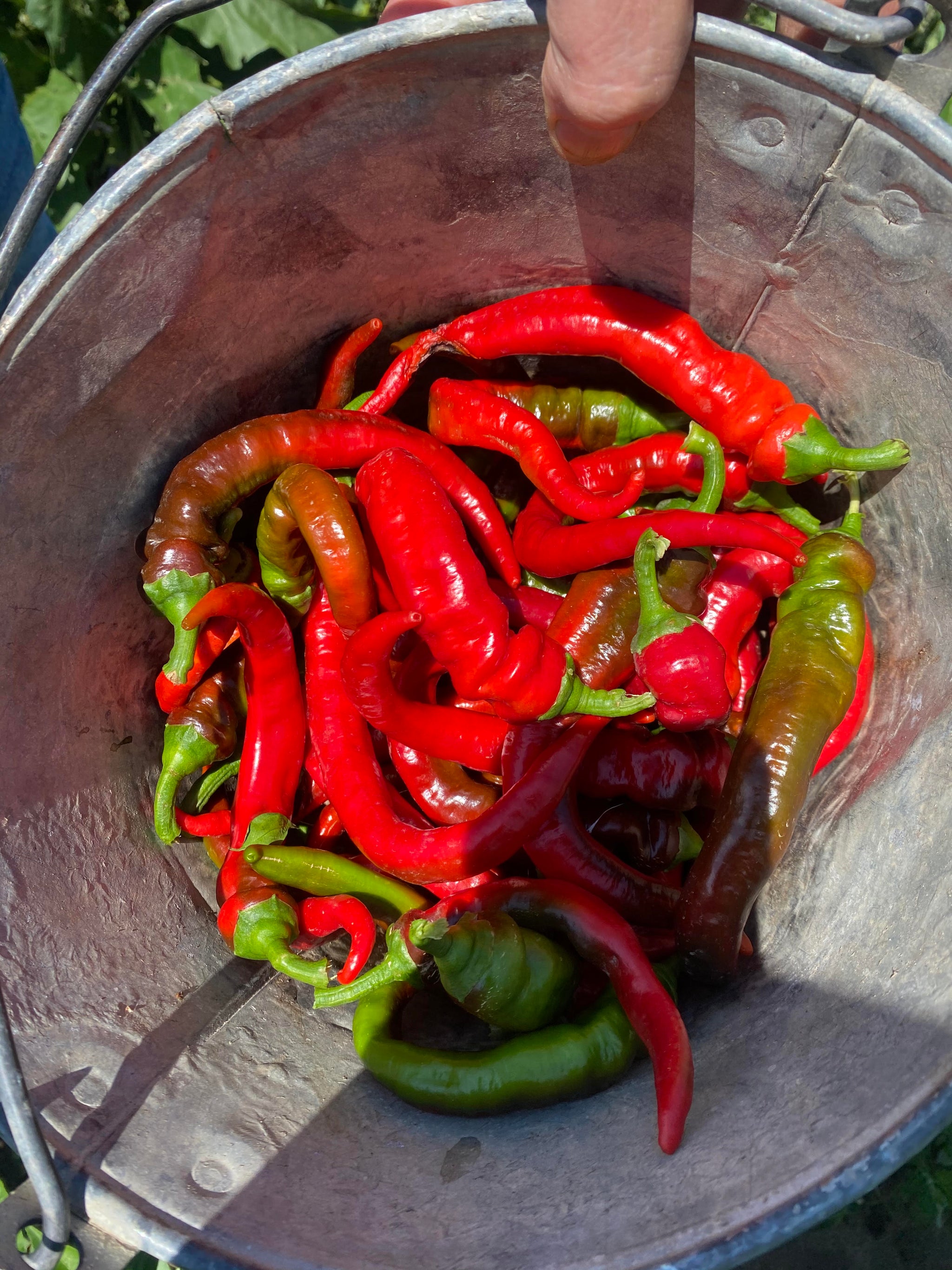Jimmy Peppers