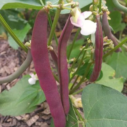 Snap Bean - Red Swan – MASA Seed Foundation