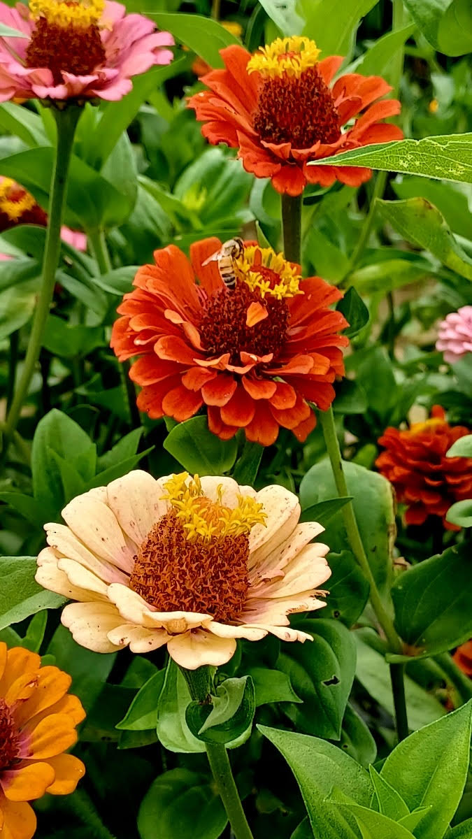 Flower Variety Pack – MASA Seed Foundation